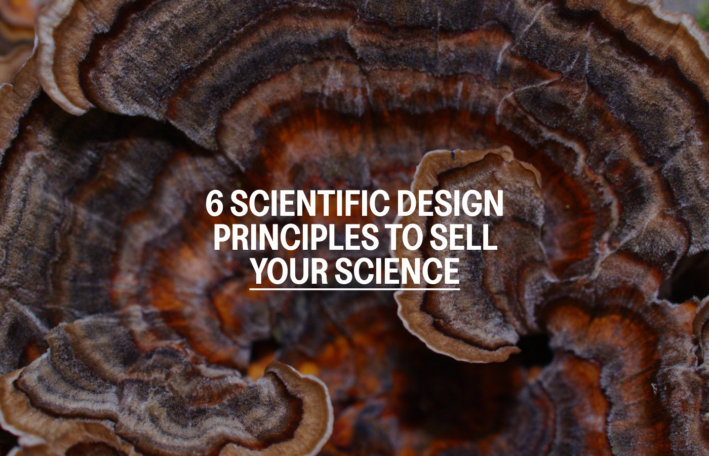 The Art Behind Scientific Pitch Decks | 6 Design Principles to Sell ...
